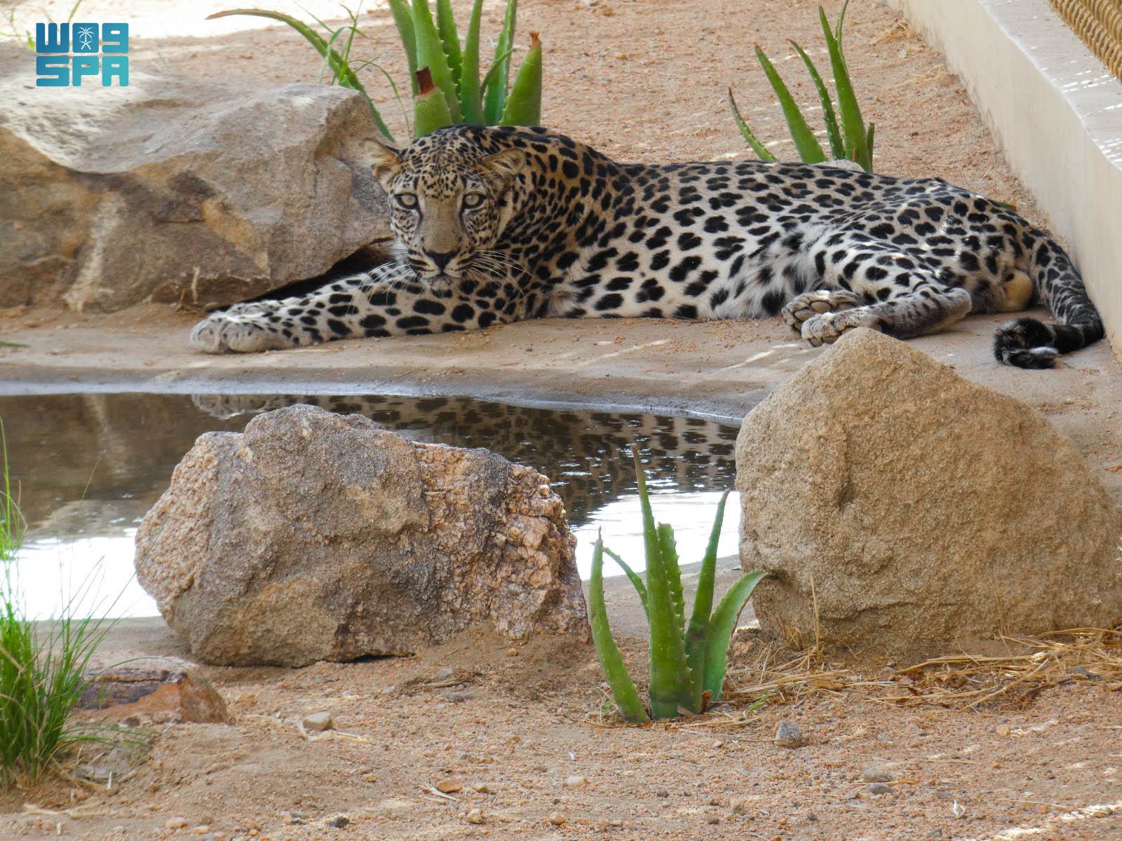 وصول نمر جديد إلى مركز إكثار النمر العربي في الطائف | صحيفة الاقتصادية